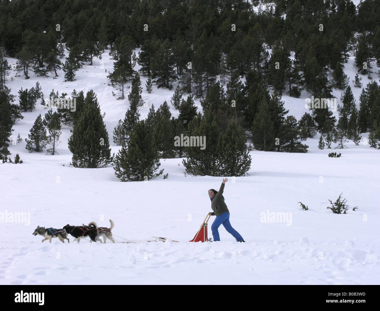 Girl waving in sled dog race Andorra Pyrenees Stock Photo - Alamy