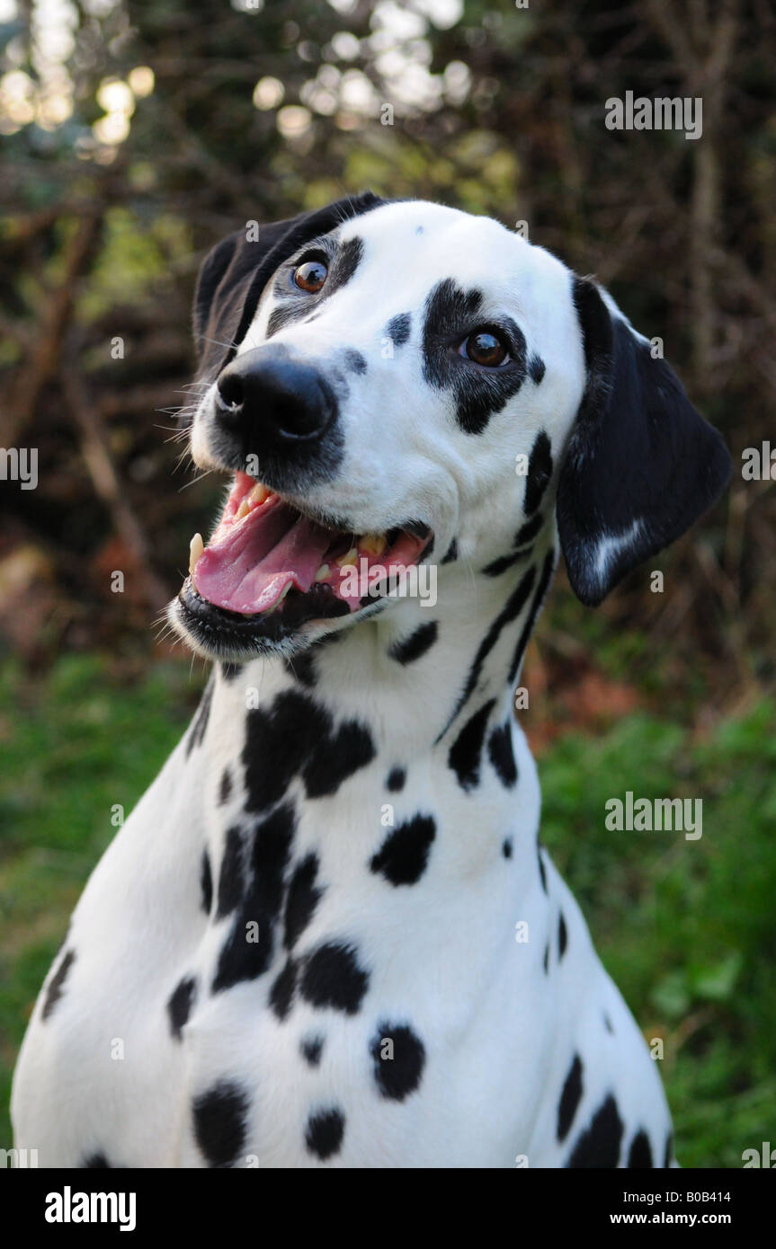 Dalmatian Dog smiling in Countryside on Sunny Afternoon in England ...