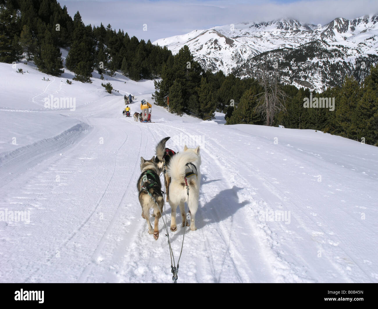 Sled dog race Andorra Pyrenees Stock Photo - Alamy