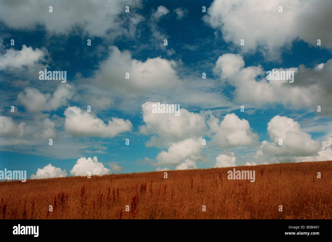 Long dry grass with strong sky and clouds Stock Photo - Alamy