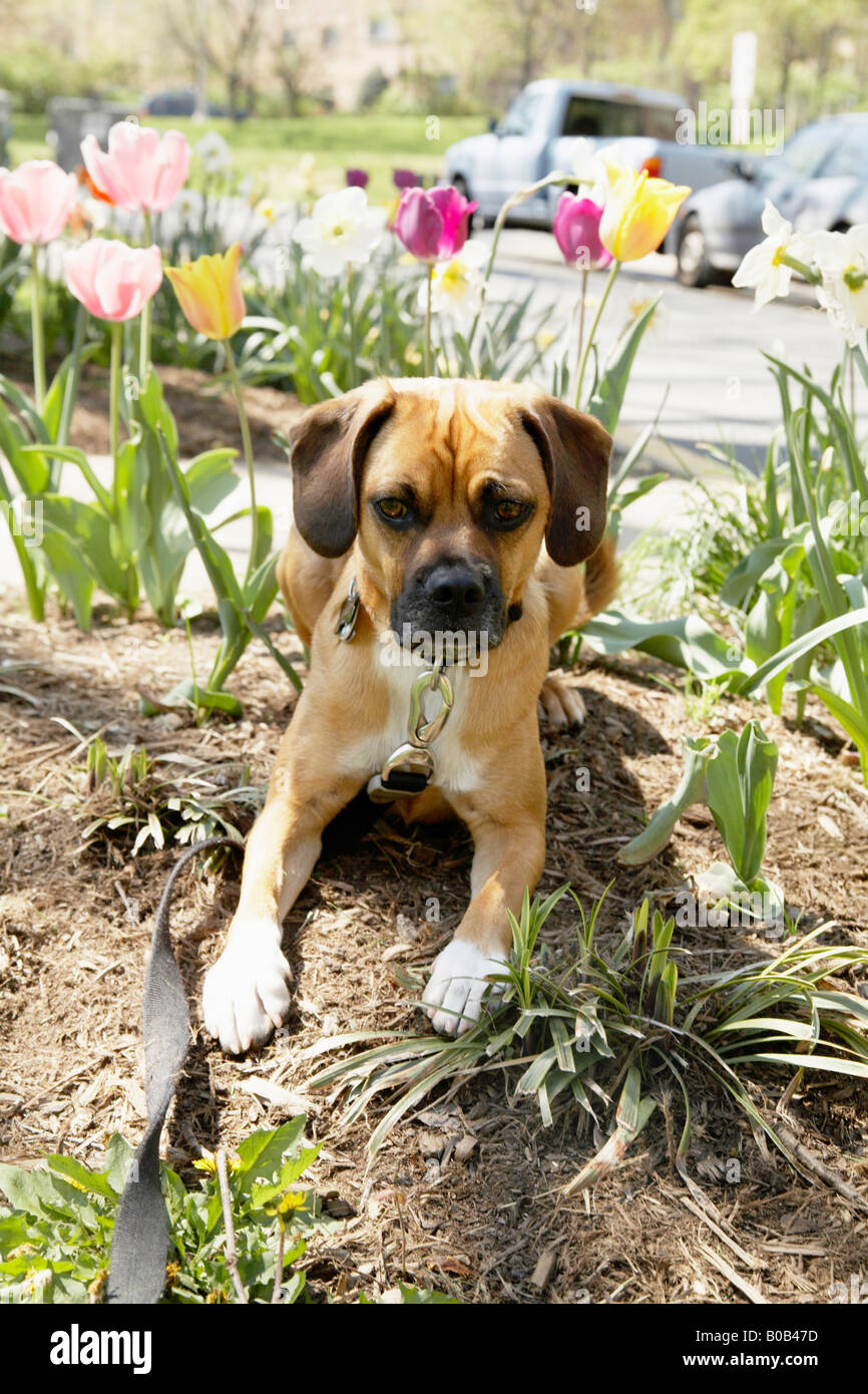 Dog with flowers Stock Photo - Alamy