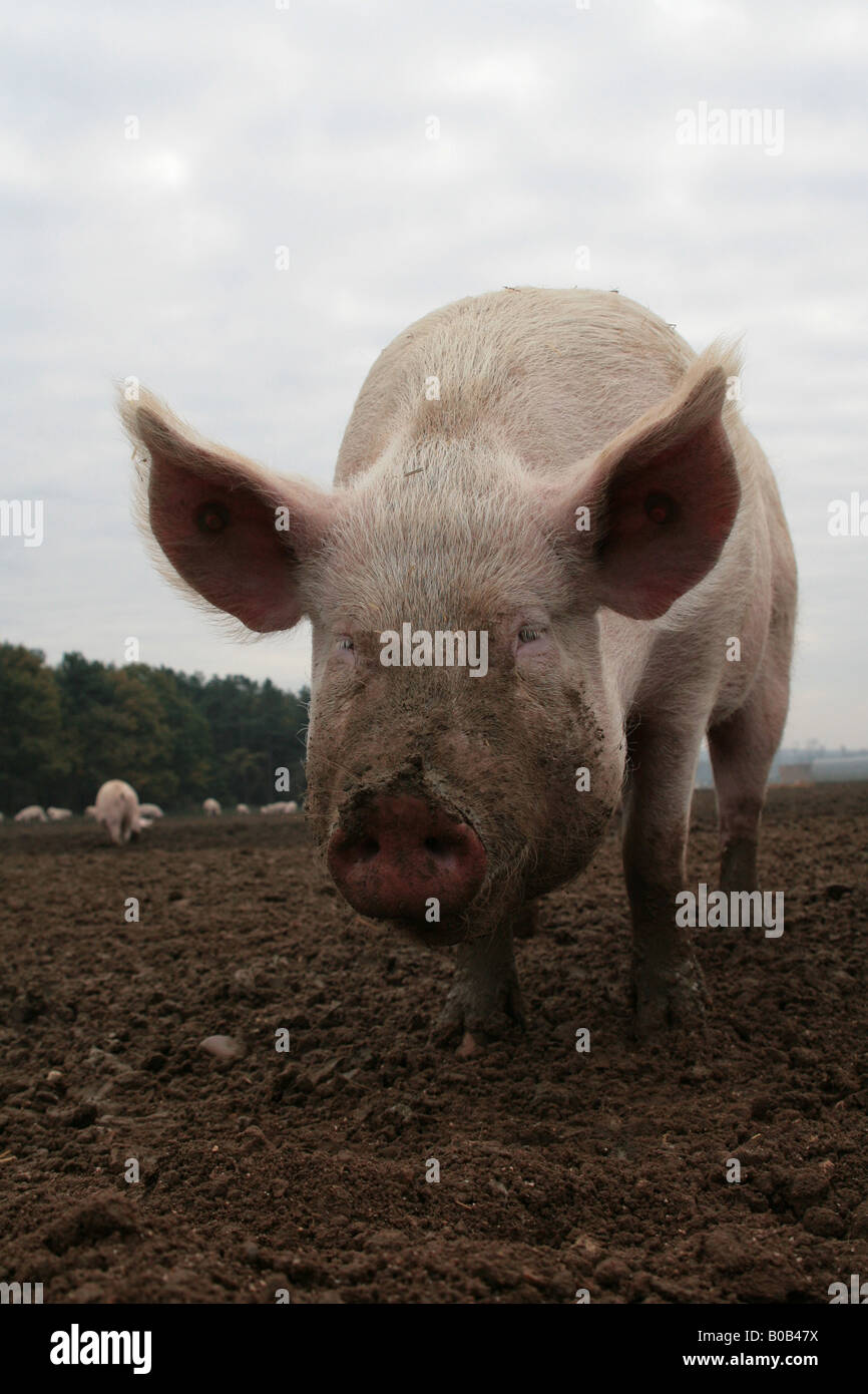 Pig in mud Stock Photo - Alamy