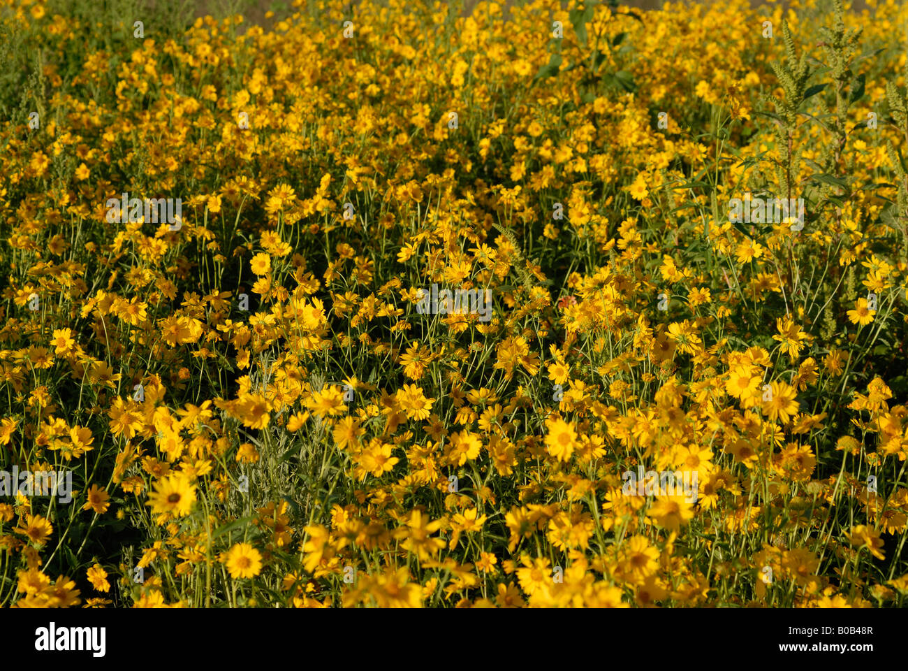 Sun flower on a meadow in the Chaco National Park New Mexico USA Stock ...