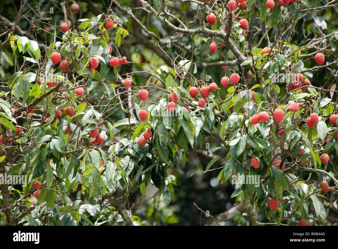 Lychee tree red fruit Stock Photo - Alamy