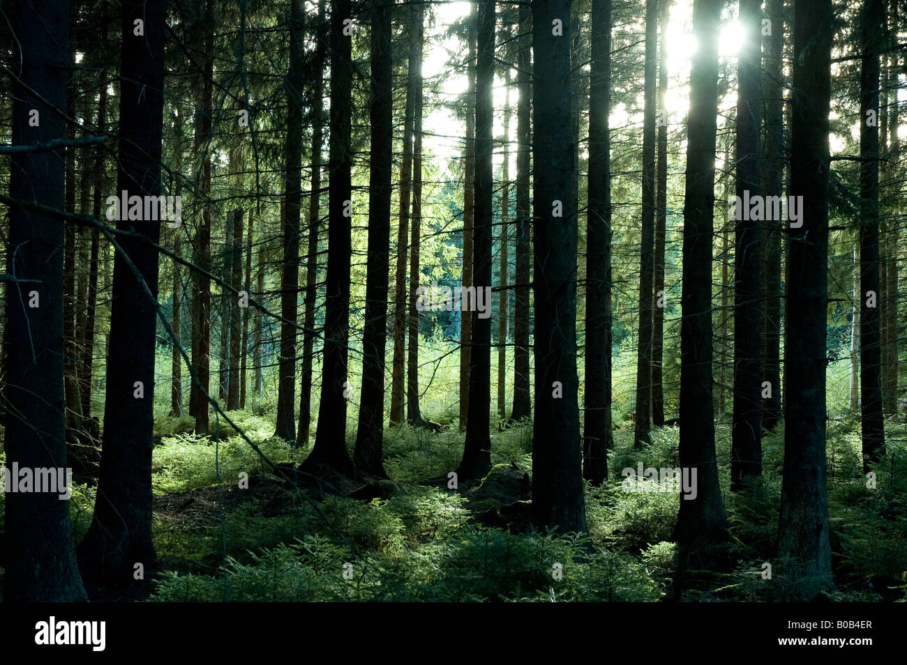 Sunlight through tall pines hi-res stock photography and images - Alamy
