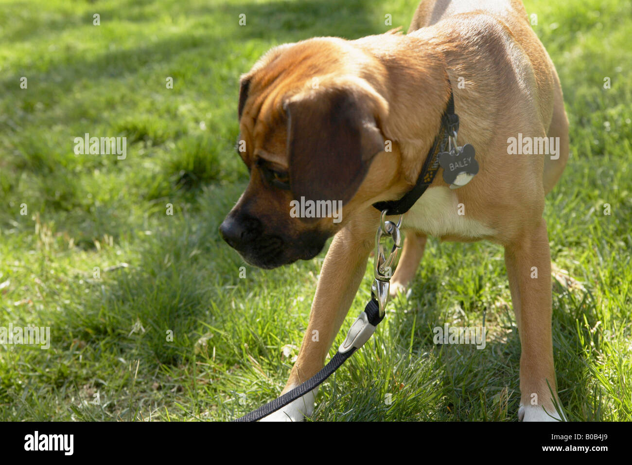 Dog standing looking at the ground Stock Photo - Alamy