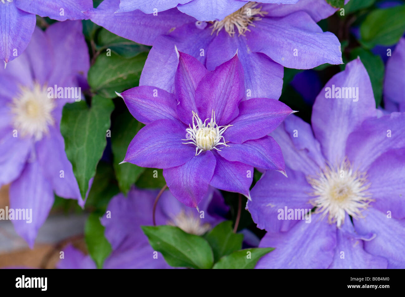 Clematis vine hi-res stock photography and images - Alamy