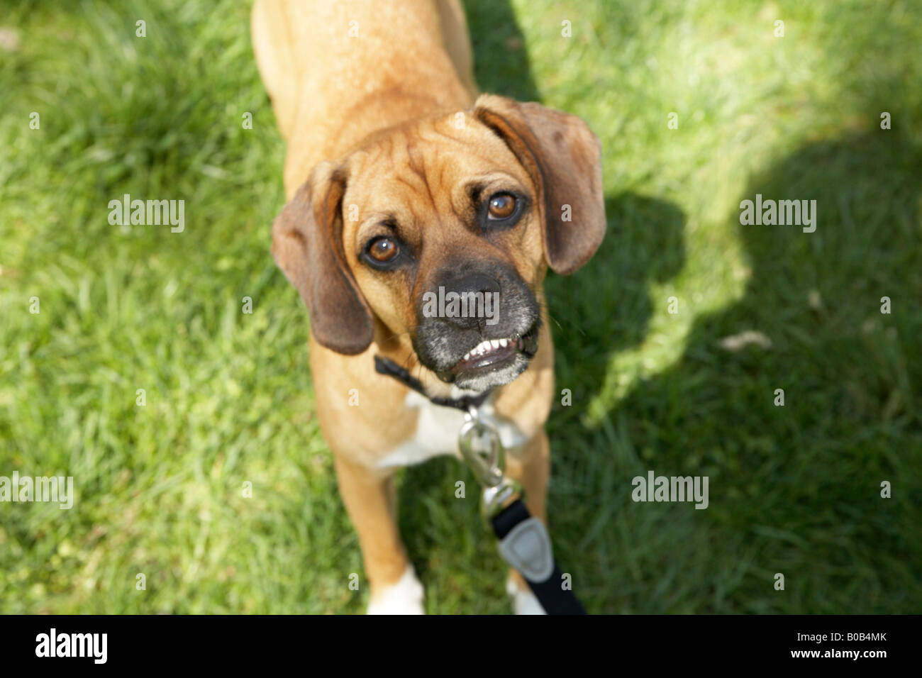 Dog looking up at camera Stock Photo - Alamy
