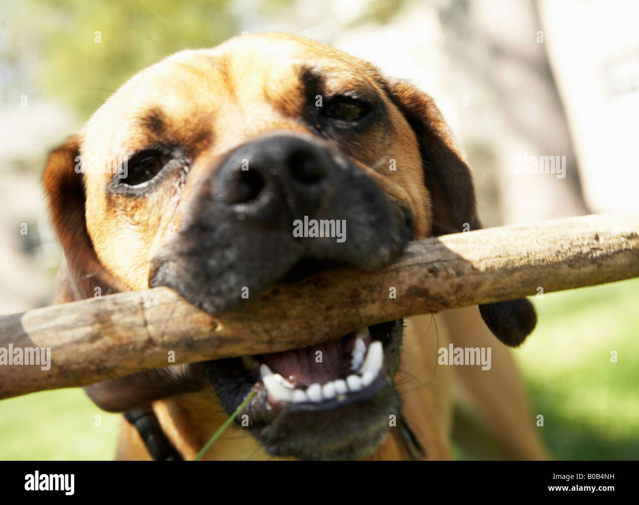 Dog playing with stick Stock Photo - Alamy