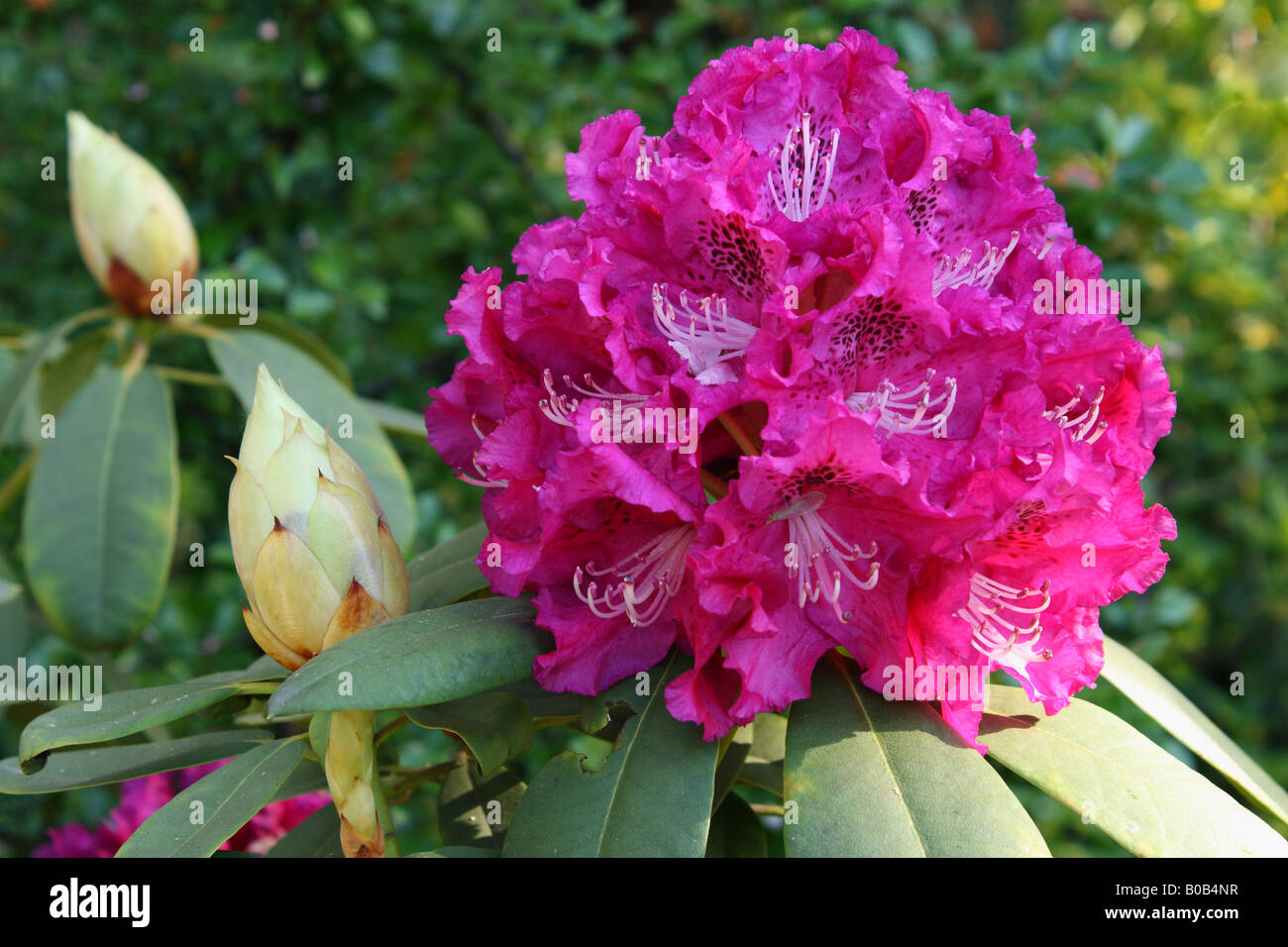 Purple Rhododendron "Edwin" flowers blooming Stock Photo - Alamy