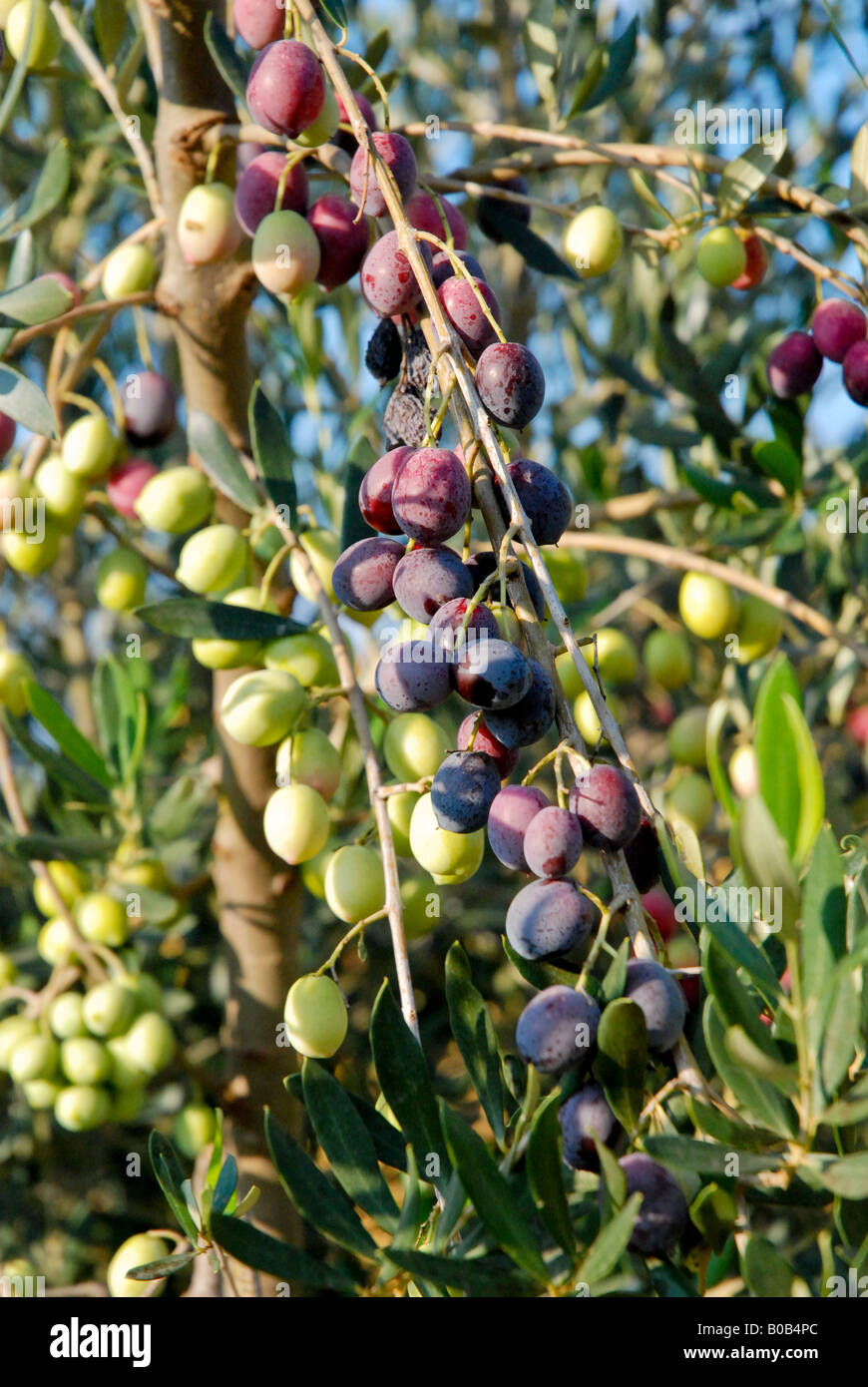 Close up of olives growing on trees in warm sunshine Stock Photo - Alamy