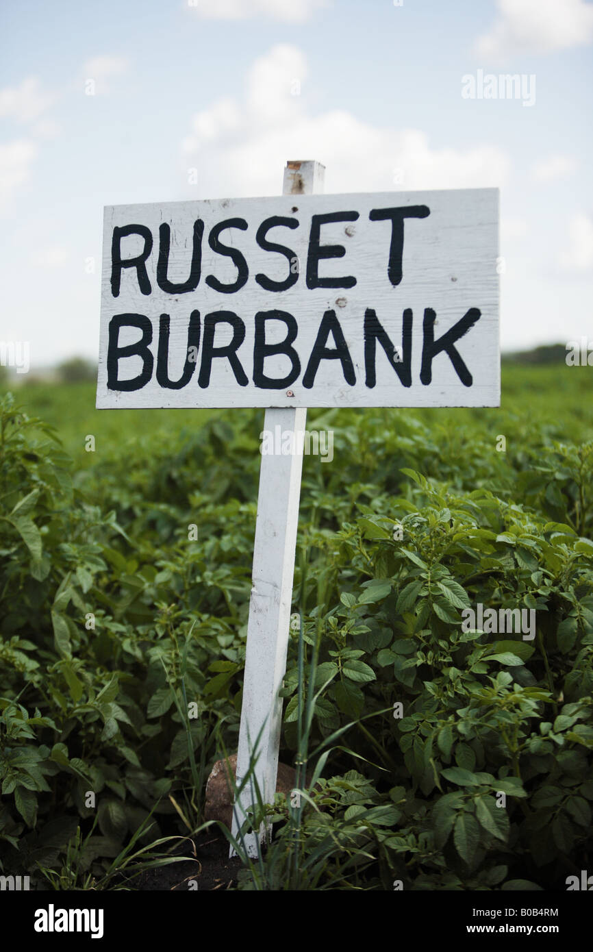 Russet burbank potato hi-res stock photography and images - Alamy