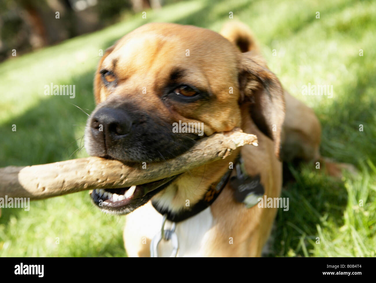 Dog playing with stick Stock Photo - Alamy