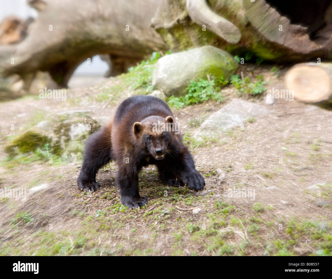 Wolverine zoo weasel hi-res stock photography and images - Alamy