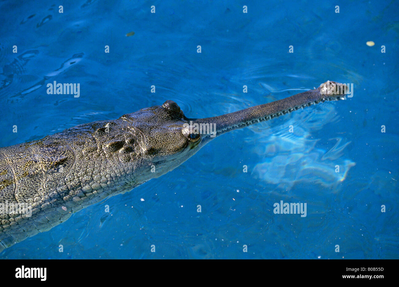 Ganges crocodile hi-res stock photography and images - Alamy