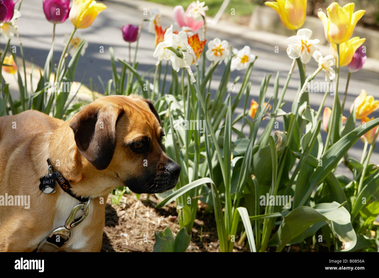 Dog with flowers Stock Photo - Alamy