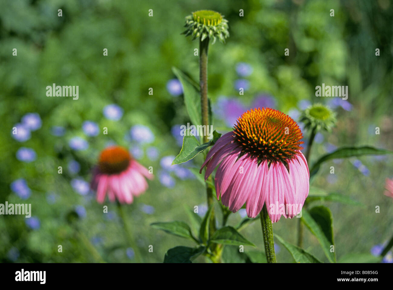 Detail of a Purple Coneflower Echinacea purpurea growing wild in ...