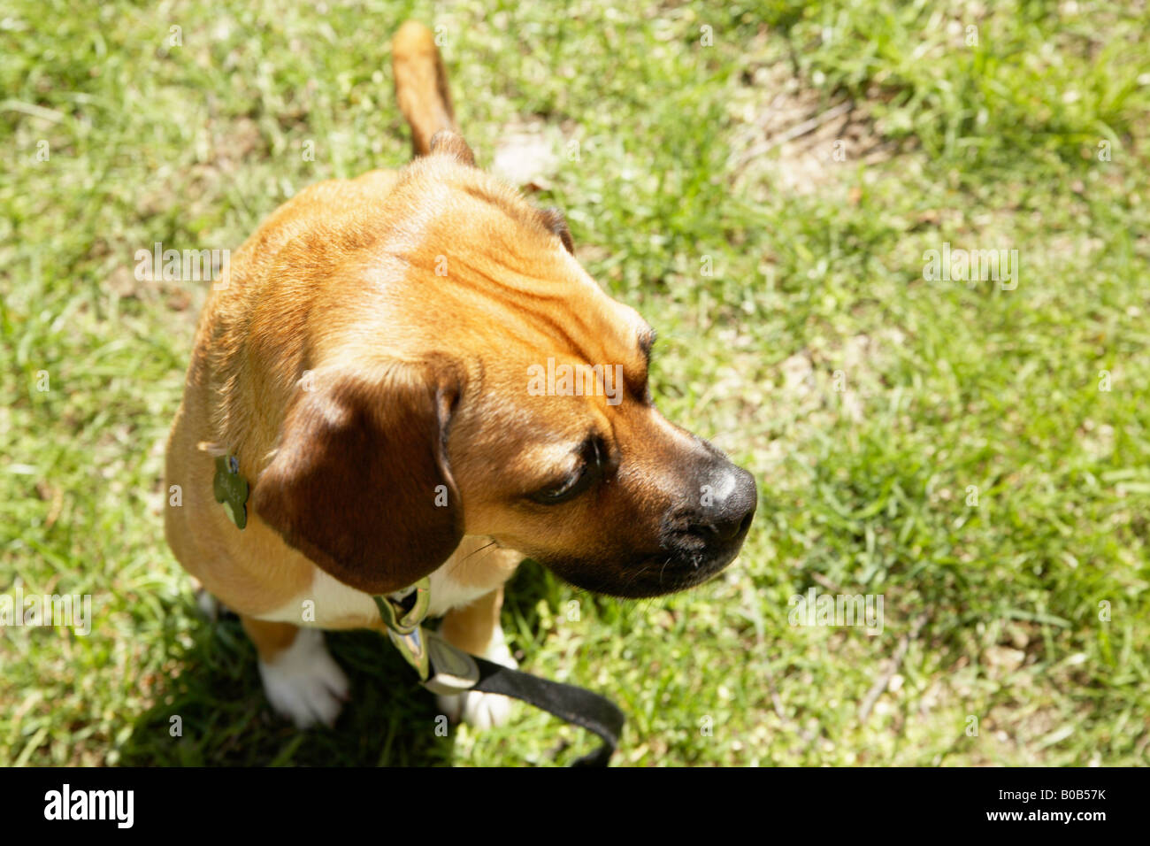 Looking down on dog Stock Photo - Alamy