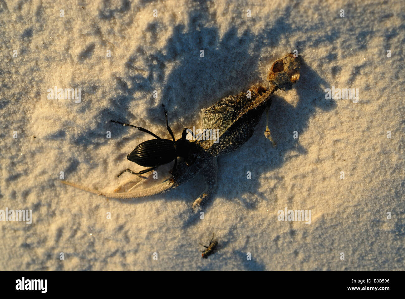 A little bug eats a dead lizard in the rippled gypsum sand dunes in the ...