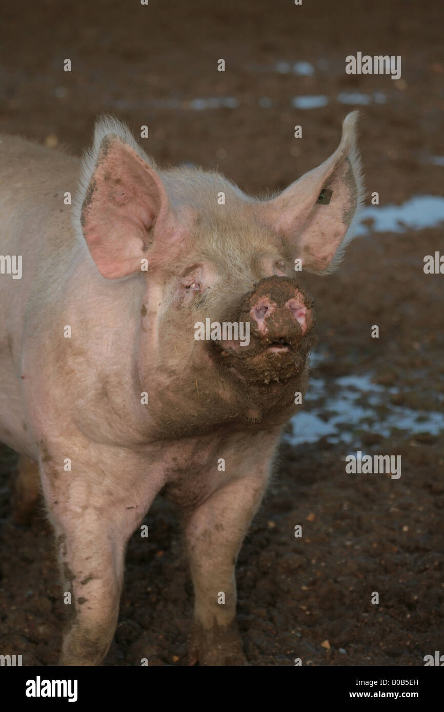 Pigs in field east hi-res stock photography and images - Alamy