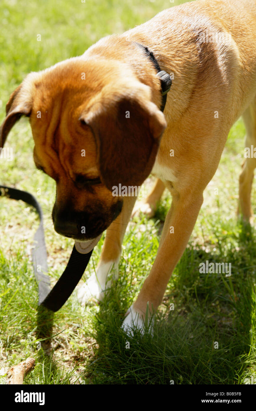 Dog staring at ground Stock Photo - Alamy