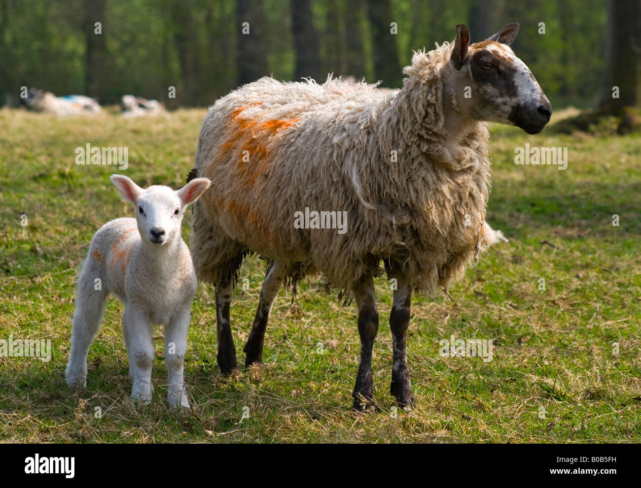 Sheep and new born lamb in a field in North Wales UK Stock Photo - Alamy