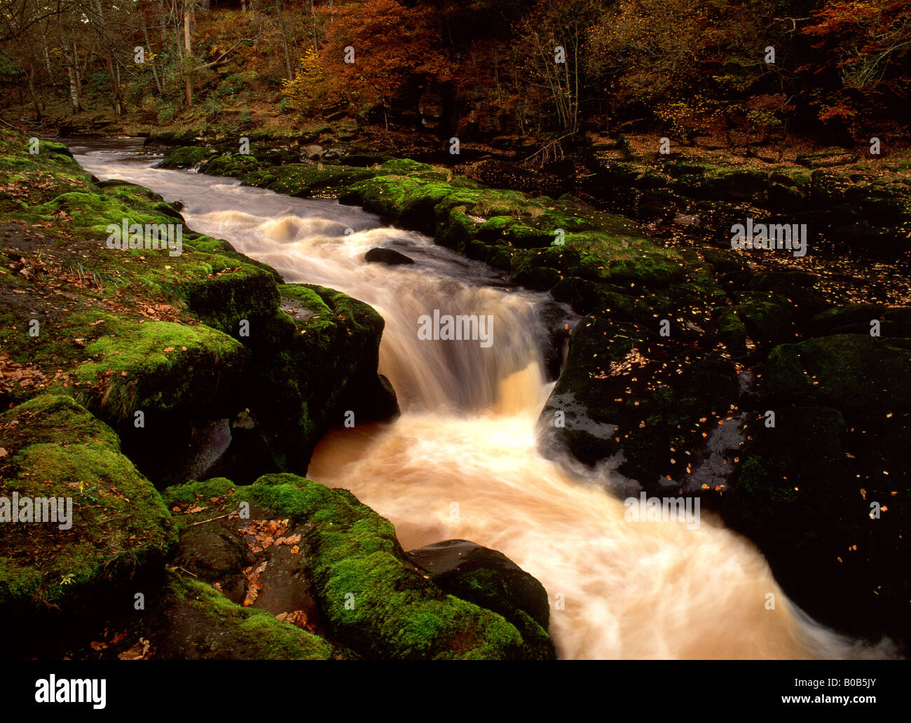 The Strid Bolton Abbey North Yorkshire England Stock Photo - Alamy
