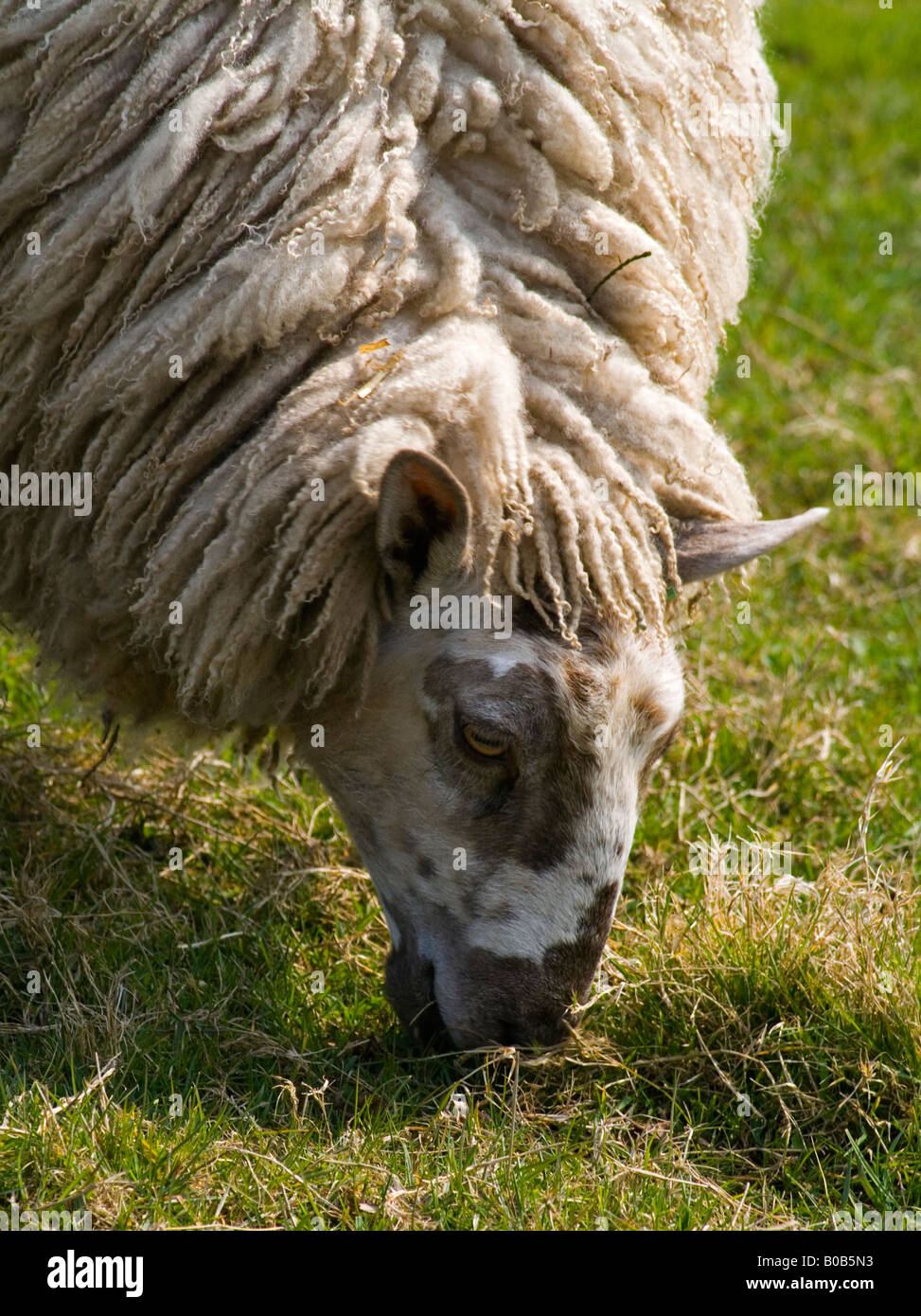 Sheep wales welsh farming woolly uk hi-res stock photography and images ...