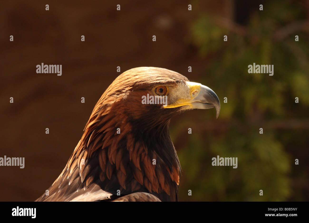 An Inquisitive Golden Eagle Stock Photo - Alamy