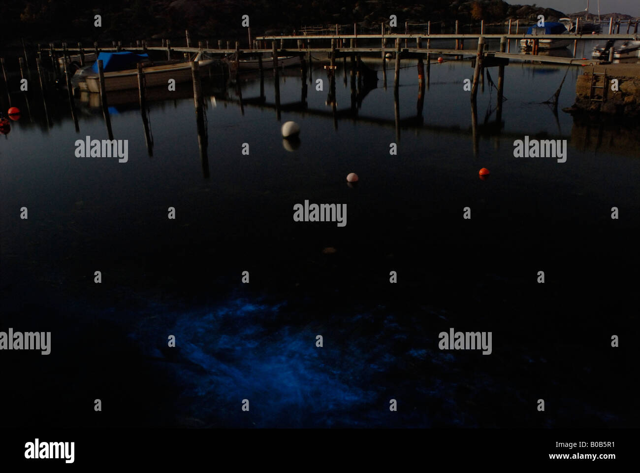 Sea-fire, (Seasparkle) self-luminous (phosphorescent) plankton organism ...