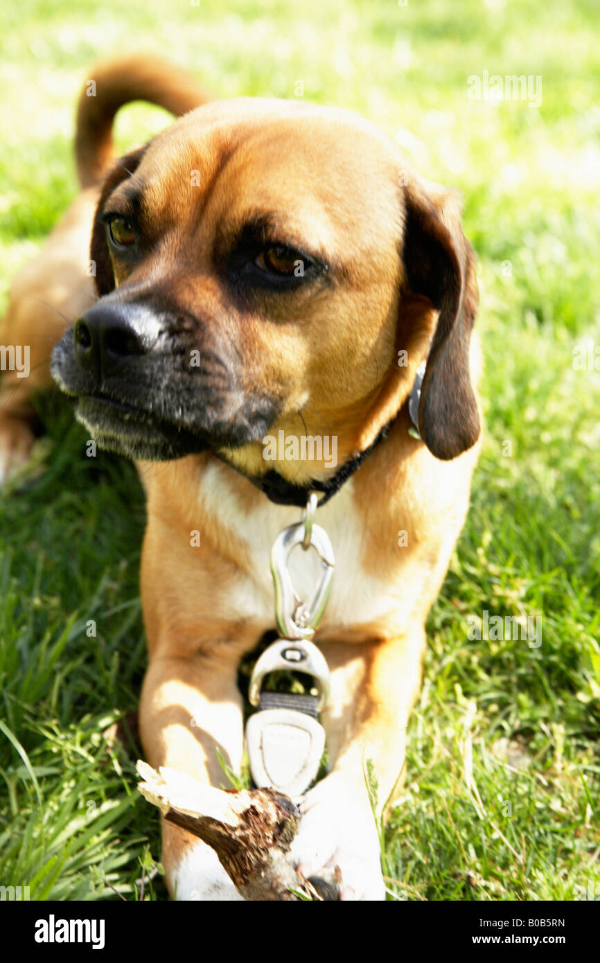 Dog holding wood stick hi-res stock photography and images - Alamy