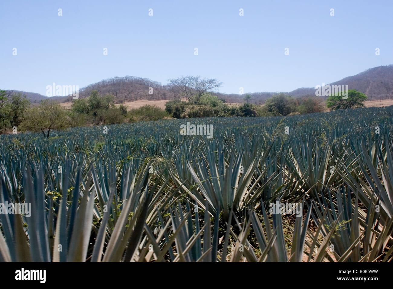 Blue agave plants, Sinaloa, Mexico Stock Photo - Alamy