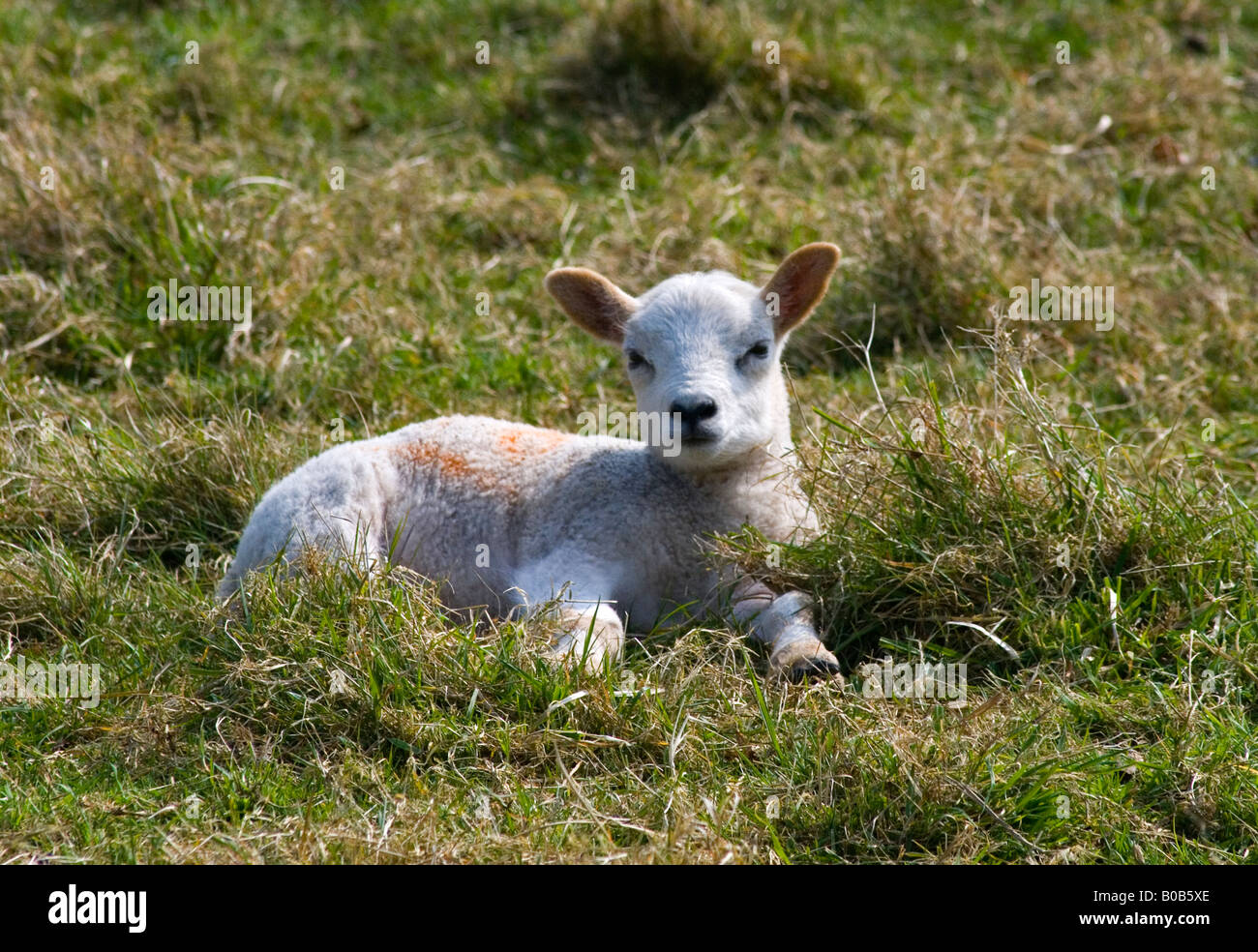 Mutton and lamb production hi-res stock photography and images - Alamy