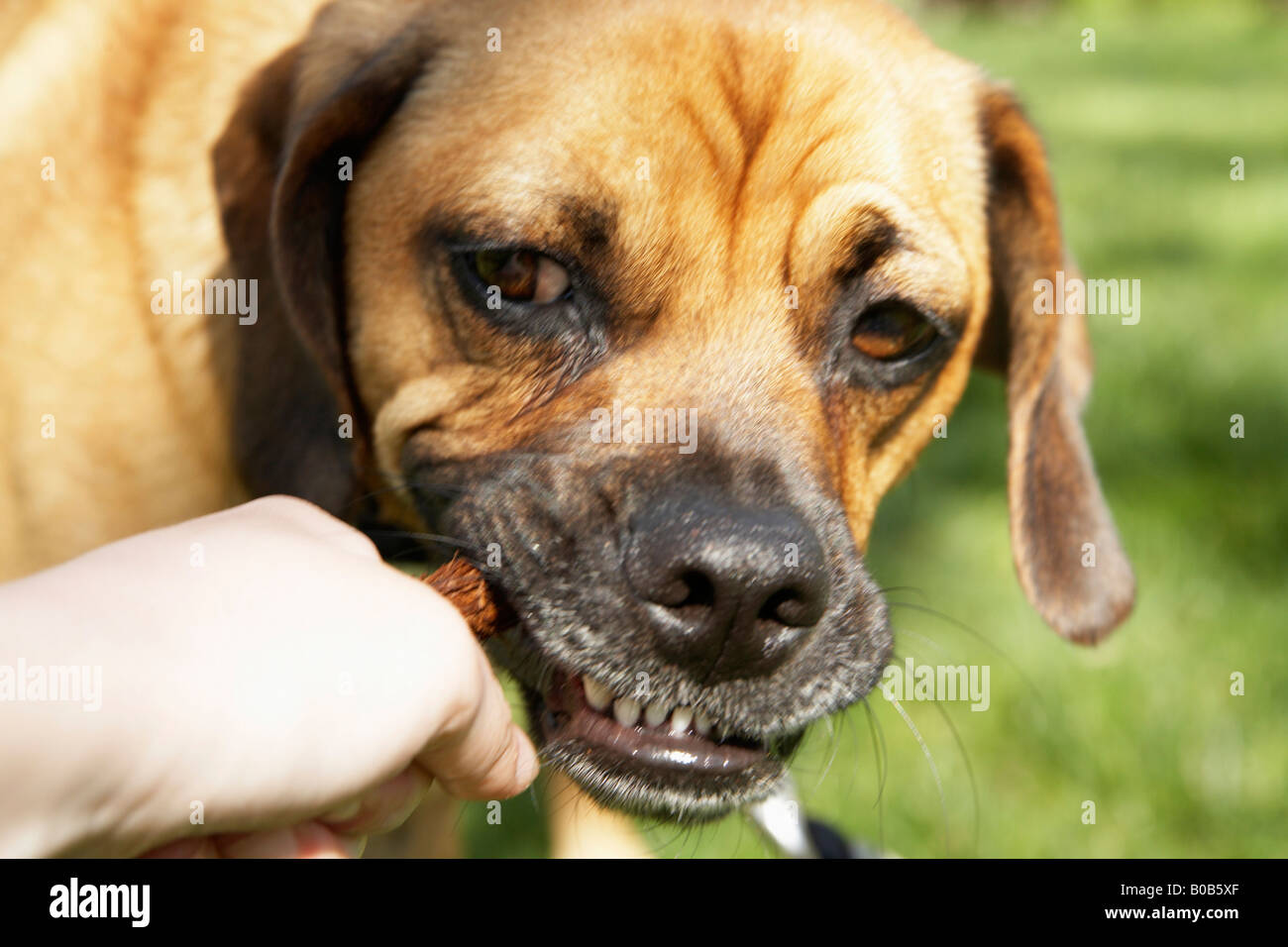 Pulling the pug hi-res stock photography and images - Alamy