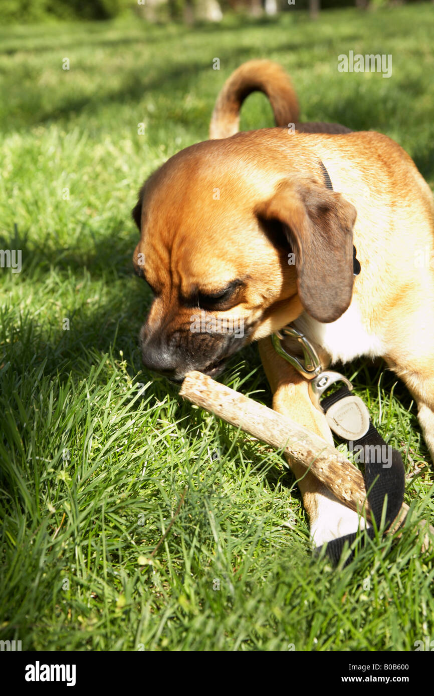 Dog playing with stick Stock Photo - Alamy