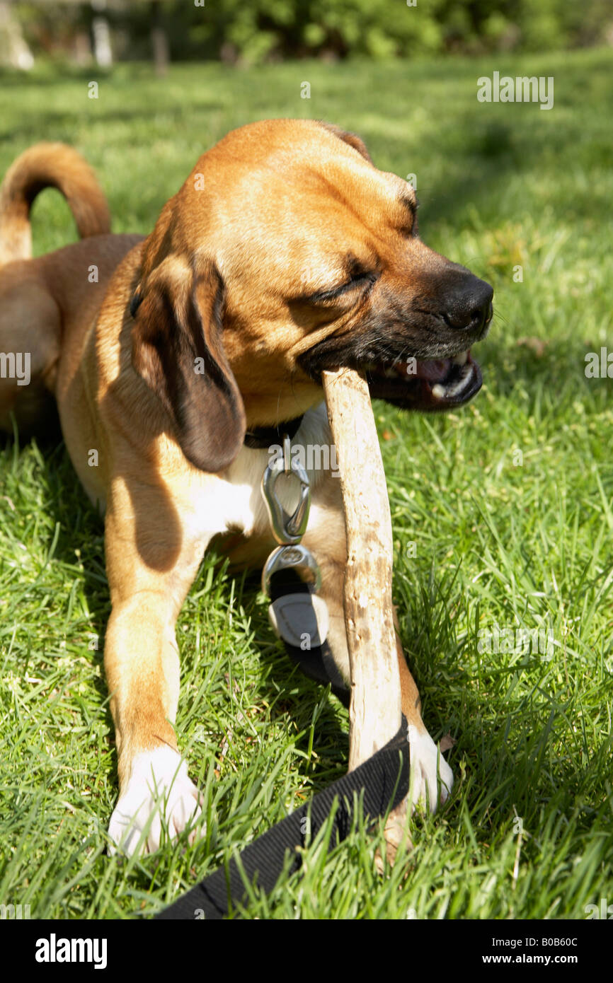 Dog playing with stick Stock Photo - Alamy