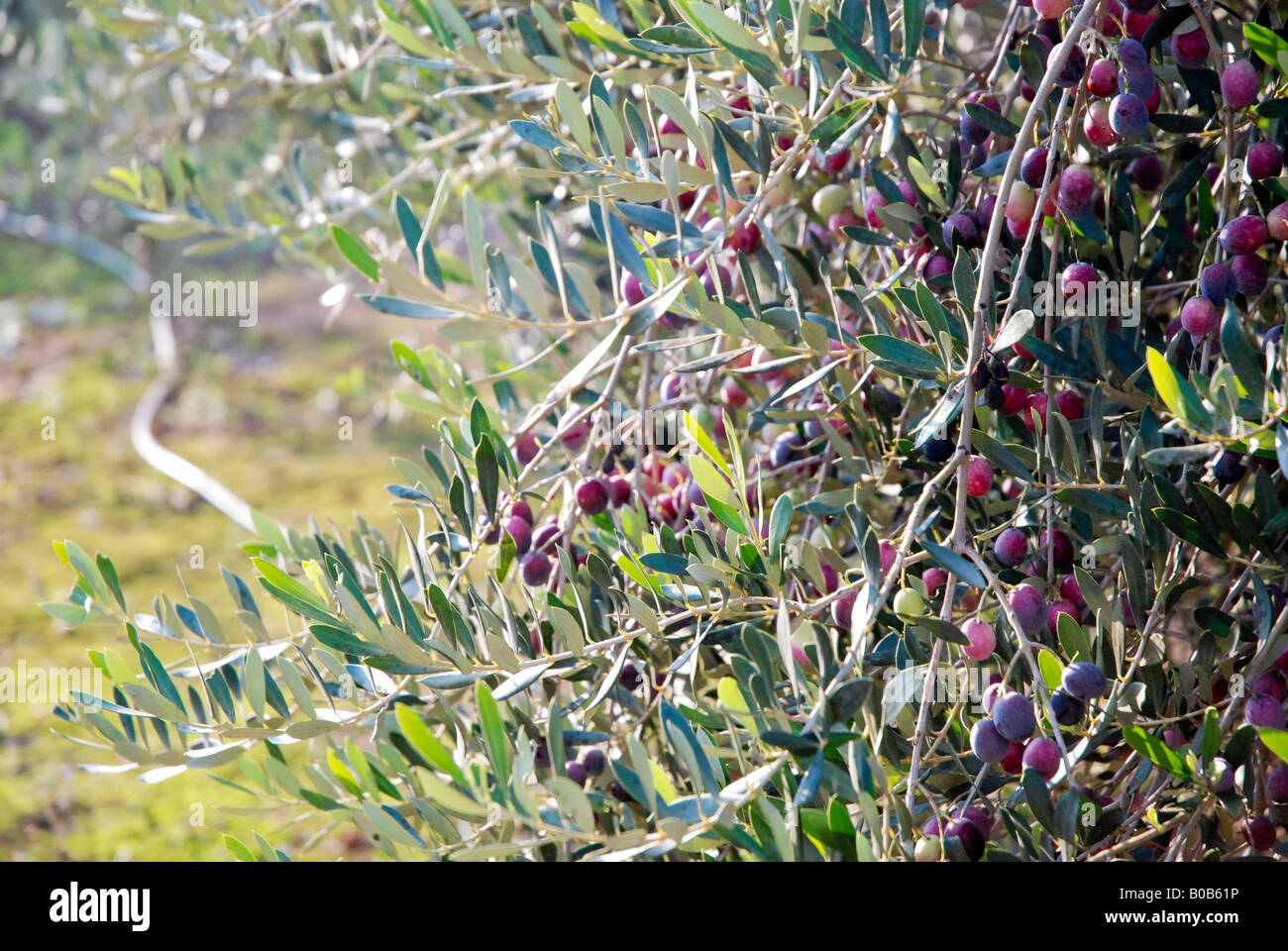 Close up of olives growing on trees in warm sunshine Stock Photo - Alamy