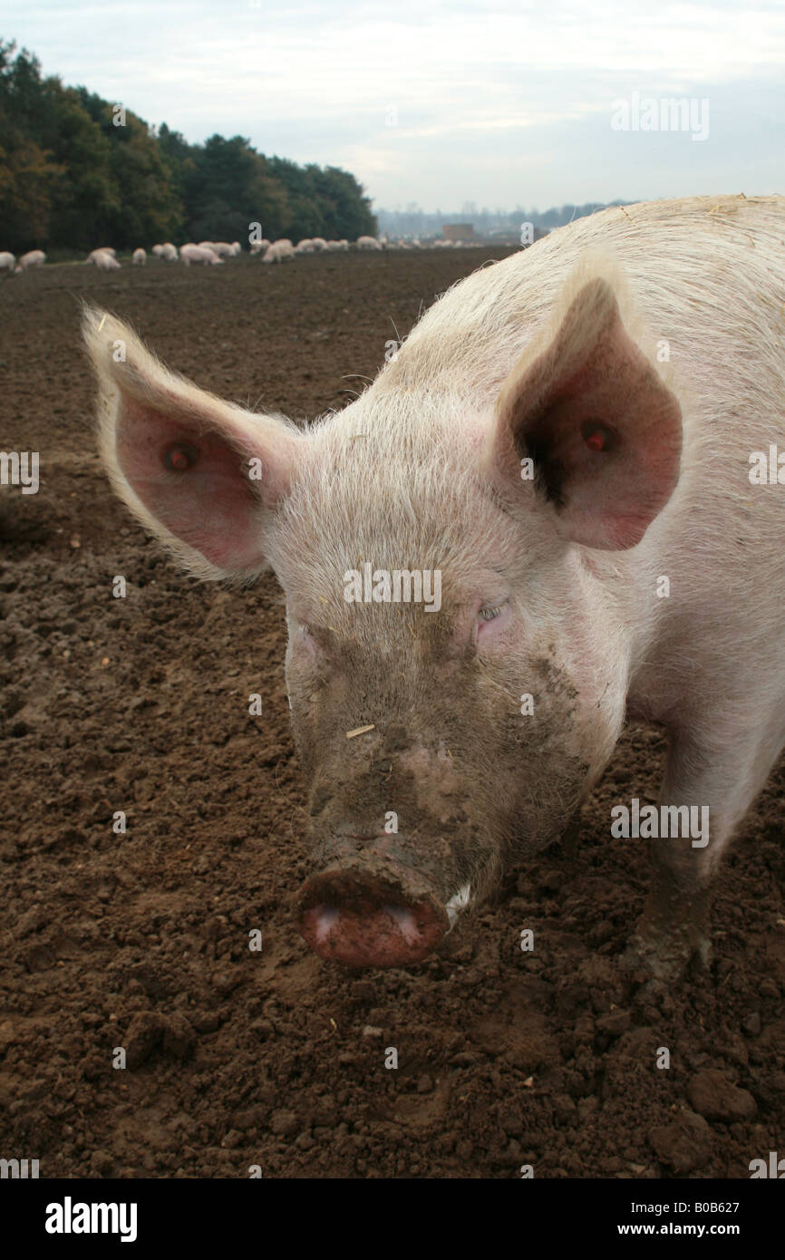 Pig in mud Stock Photo - Alamy