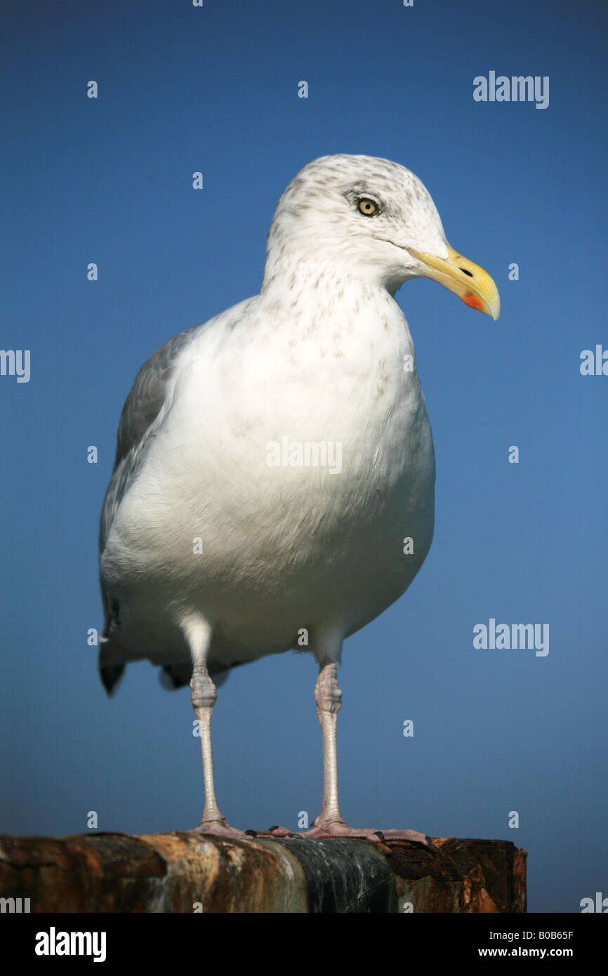 Herring Gull, Chatham Harbour, Cape Cod, Massachusetts, New England ...