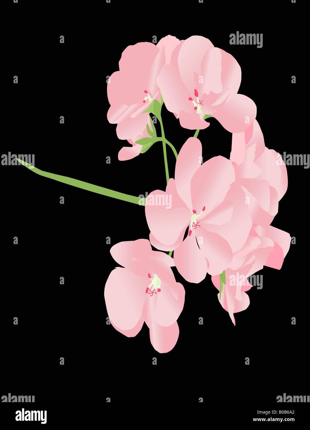 Pink flower illustration Stock Photo - Alamy