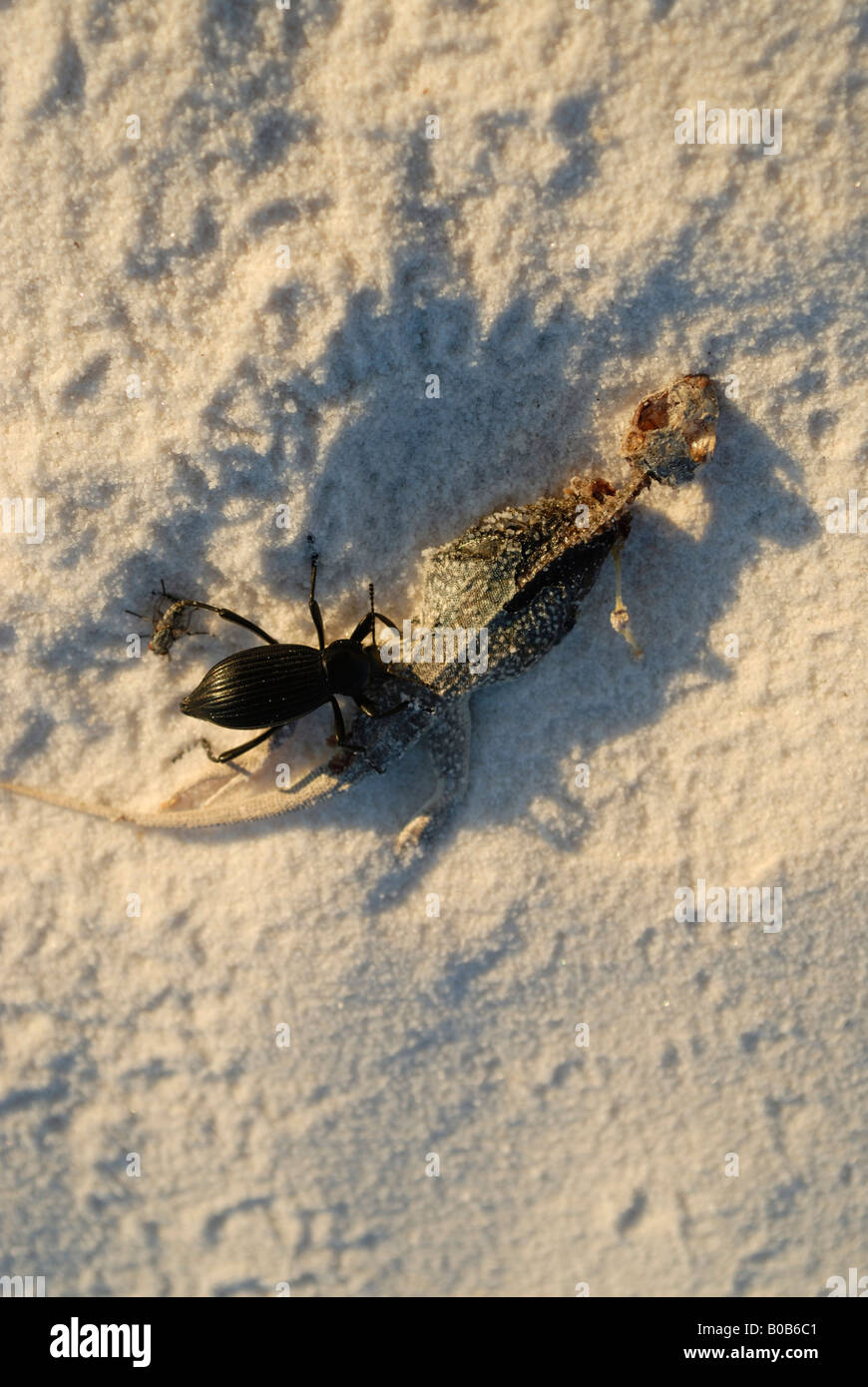 A little bug eats a dead lizard in the rippled gypsum sand dunes in the ...