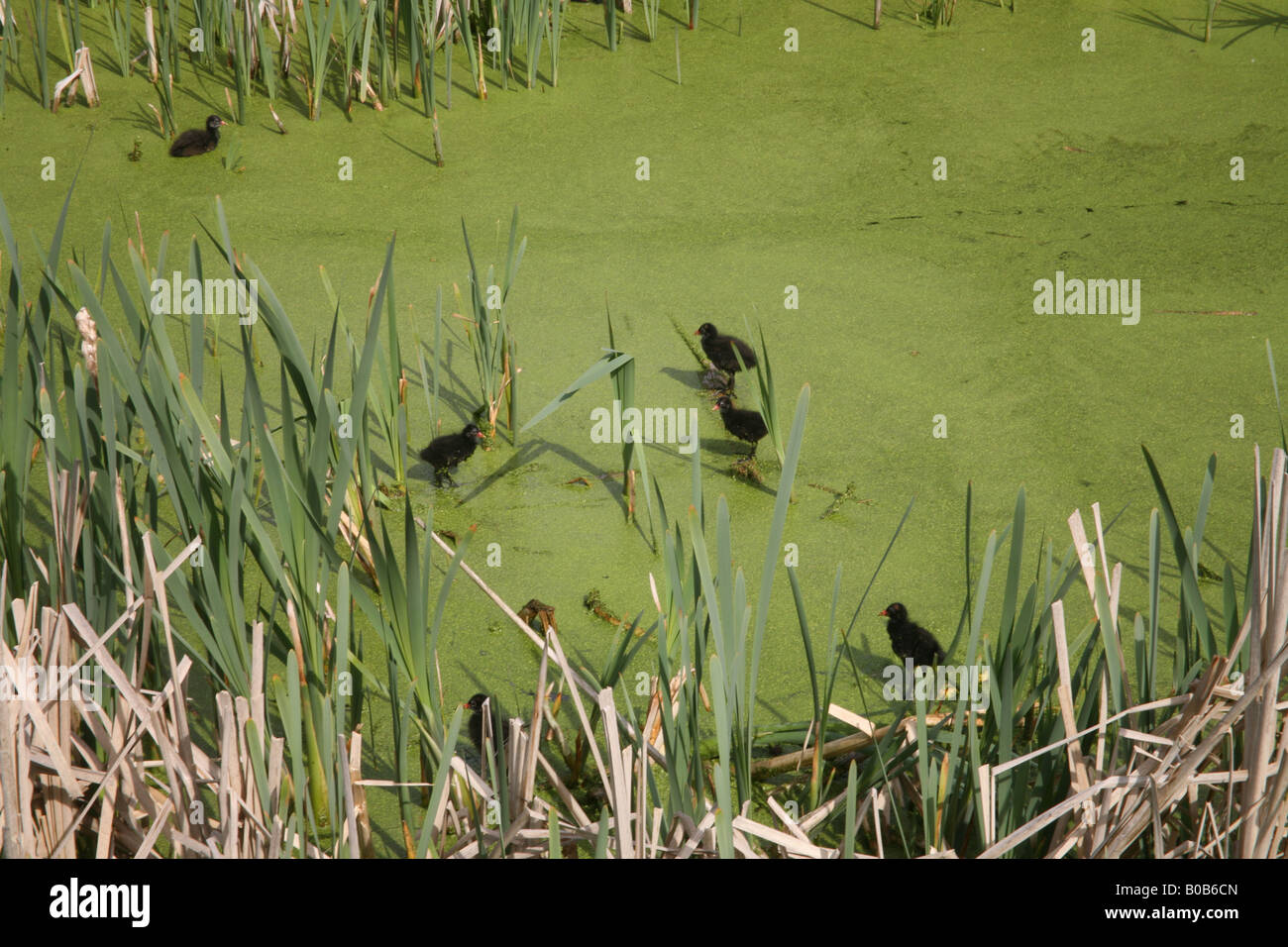 Common moorhen london hi-res stock photography and images - Alamy