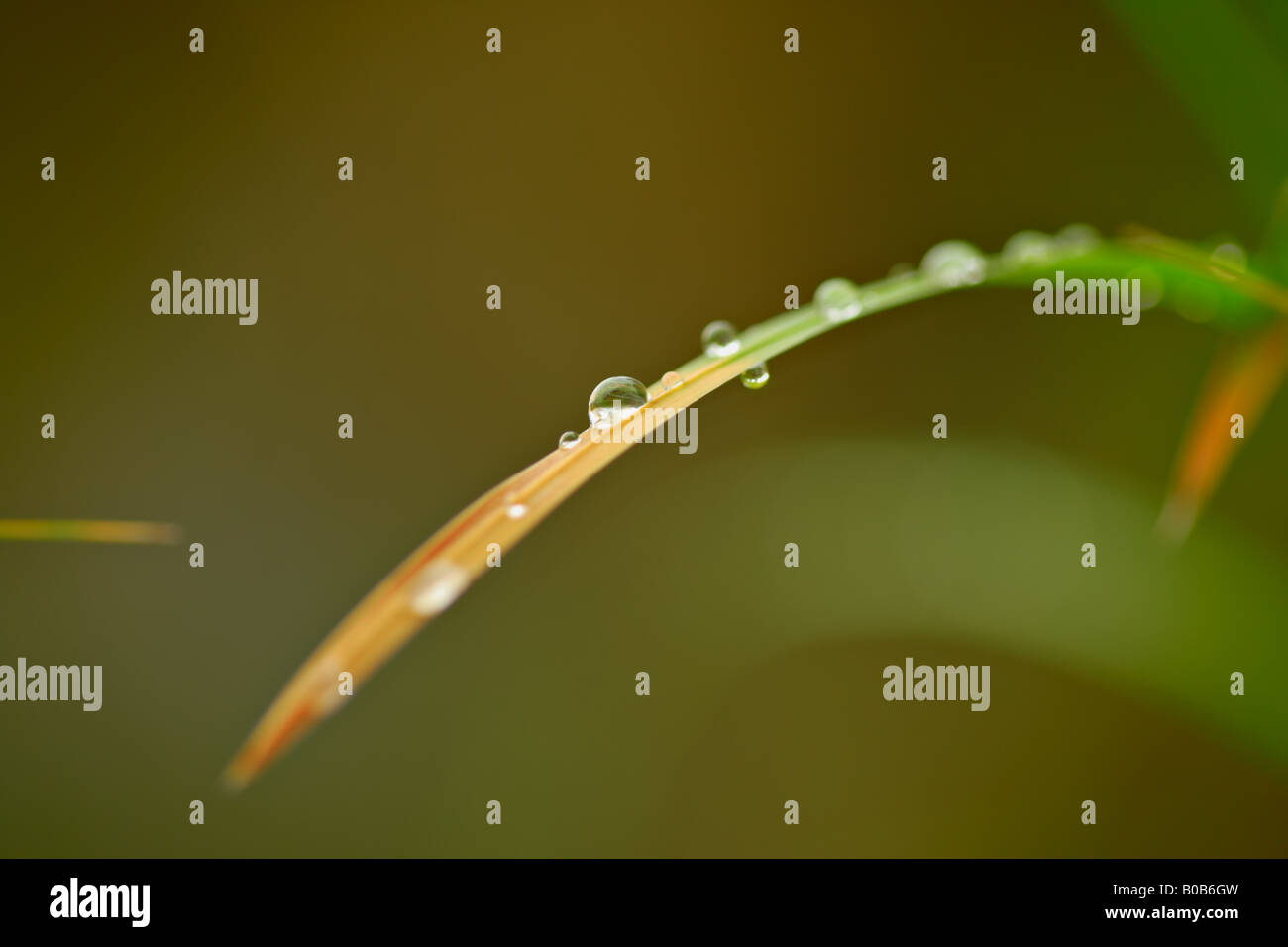 Dewdrops on a grass Stock Photo - Alamy