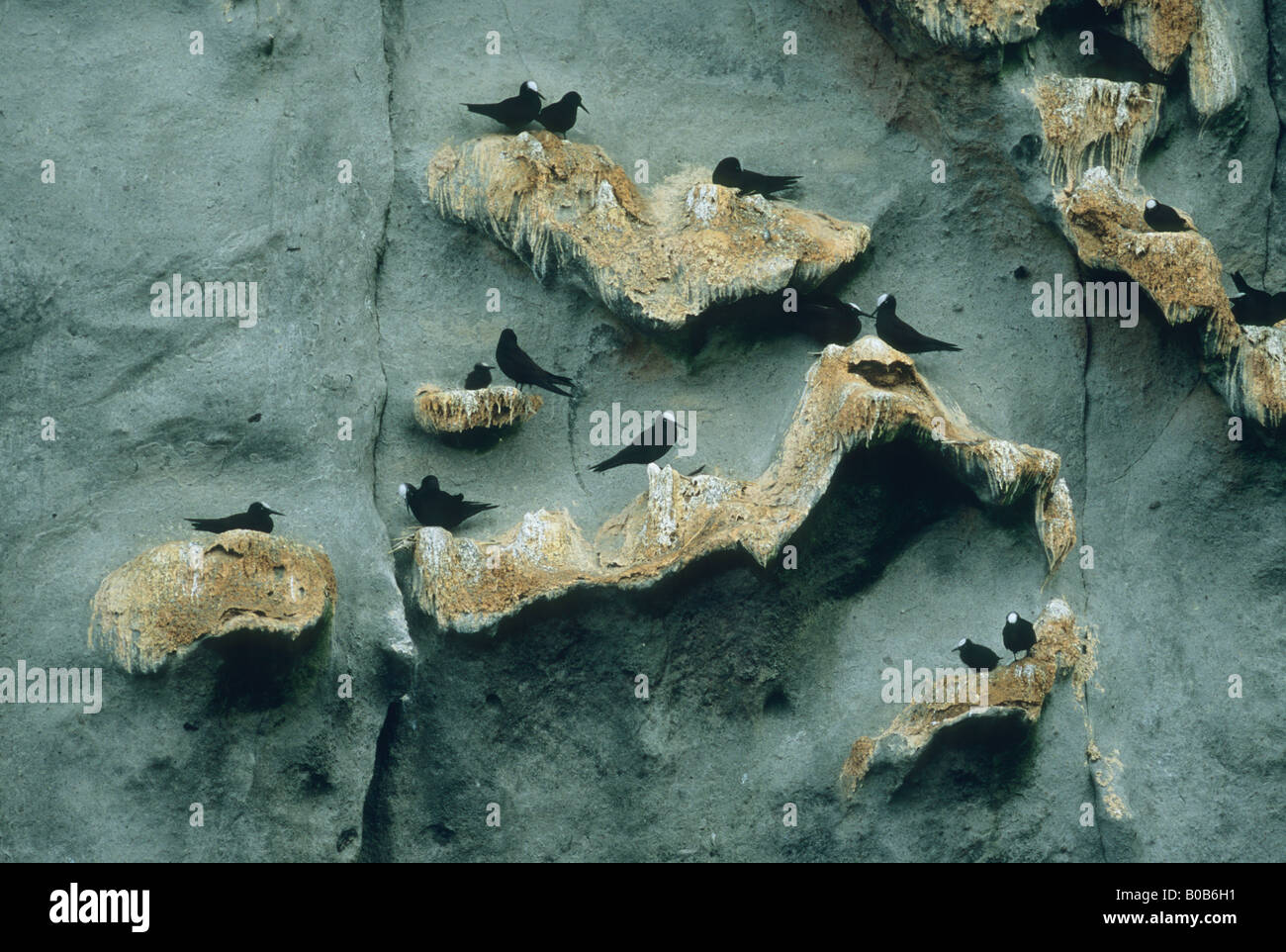 Black Noddy Terns (Anous minutus) Nesting ledges, Boatswainbird Island ...