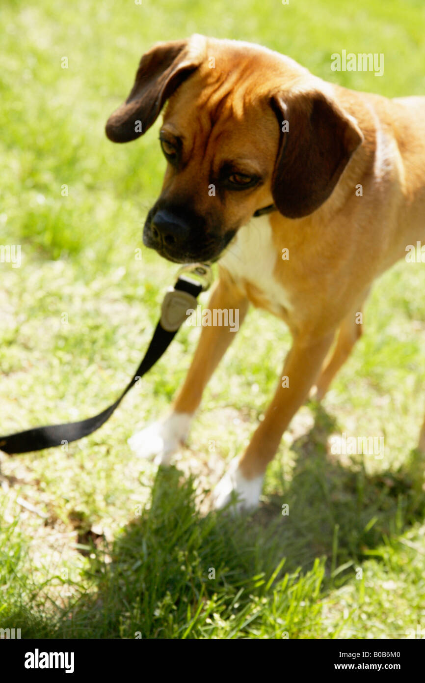 Dog staring at ground Stock Photo - Alamy