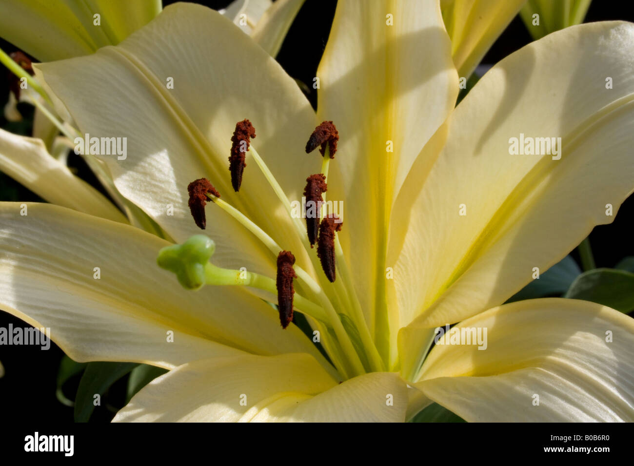 Close up of Lilium Liliaceae - Lilly Stock Photo - Alamy