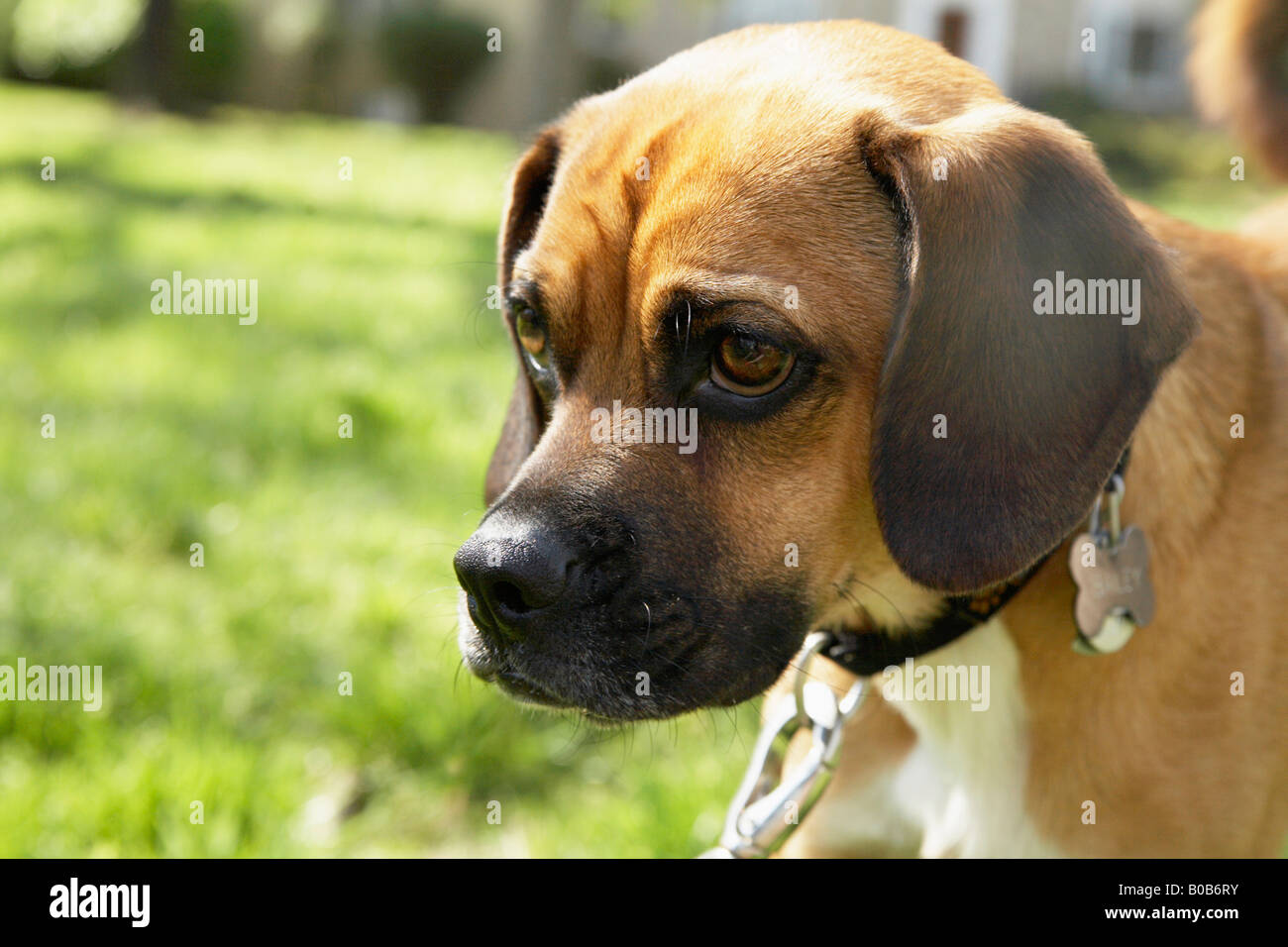 Close up of dog's face Stock Photo - Alamy