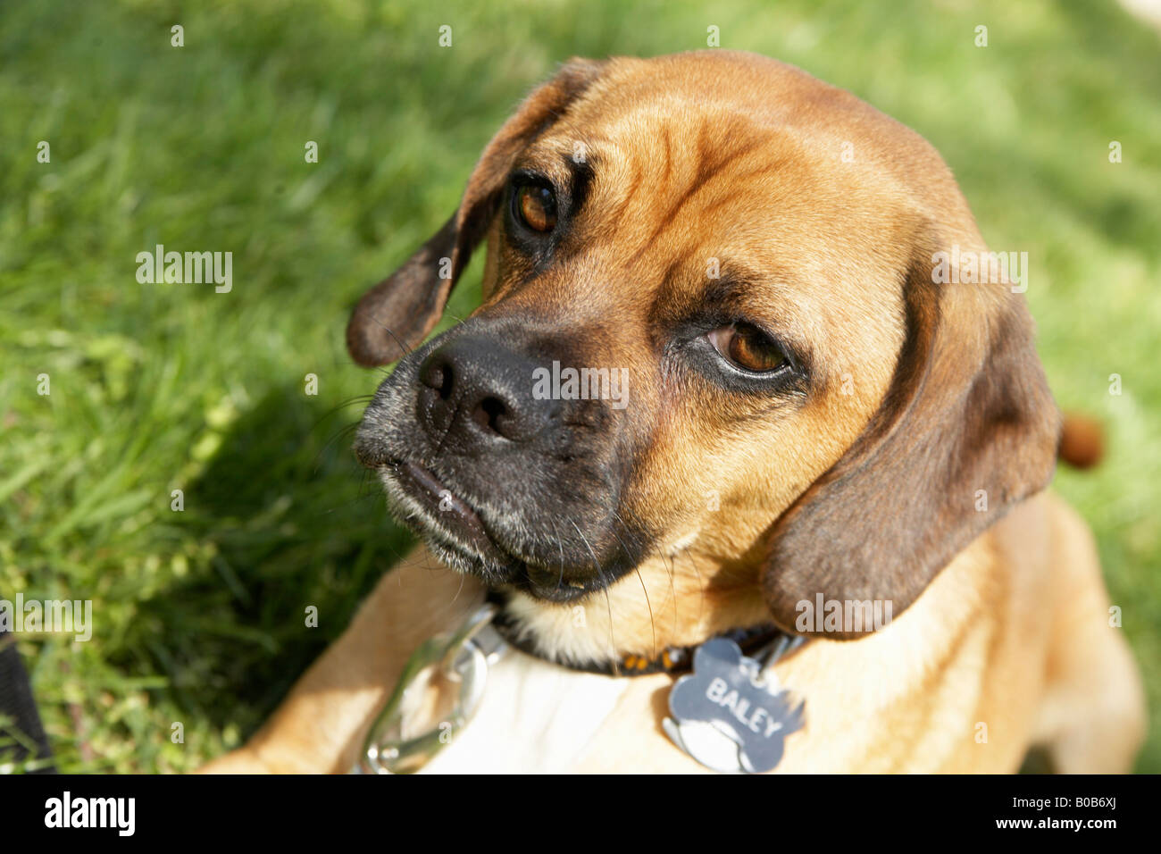 Close up of dog's face Stock Photo - Alamy