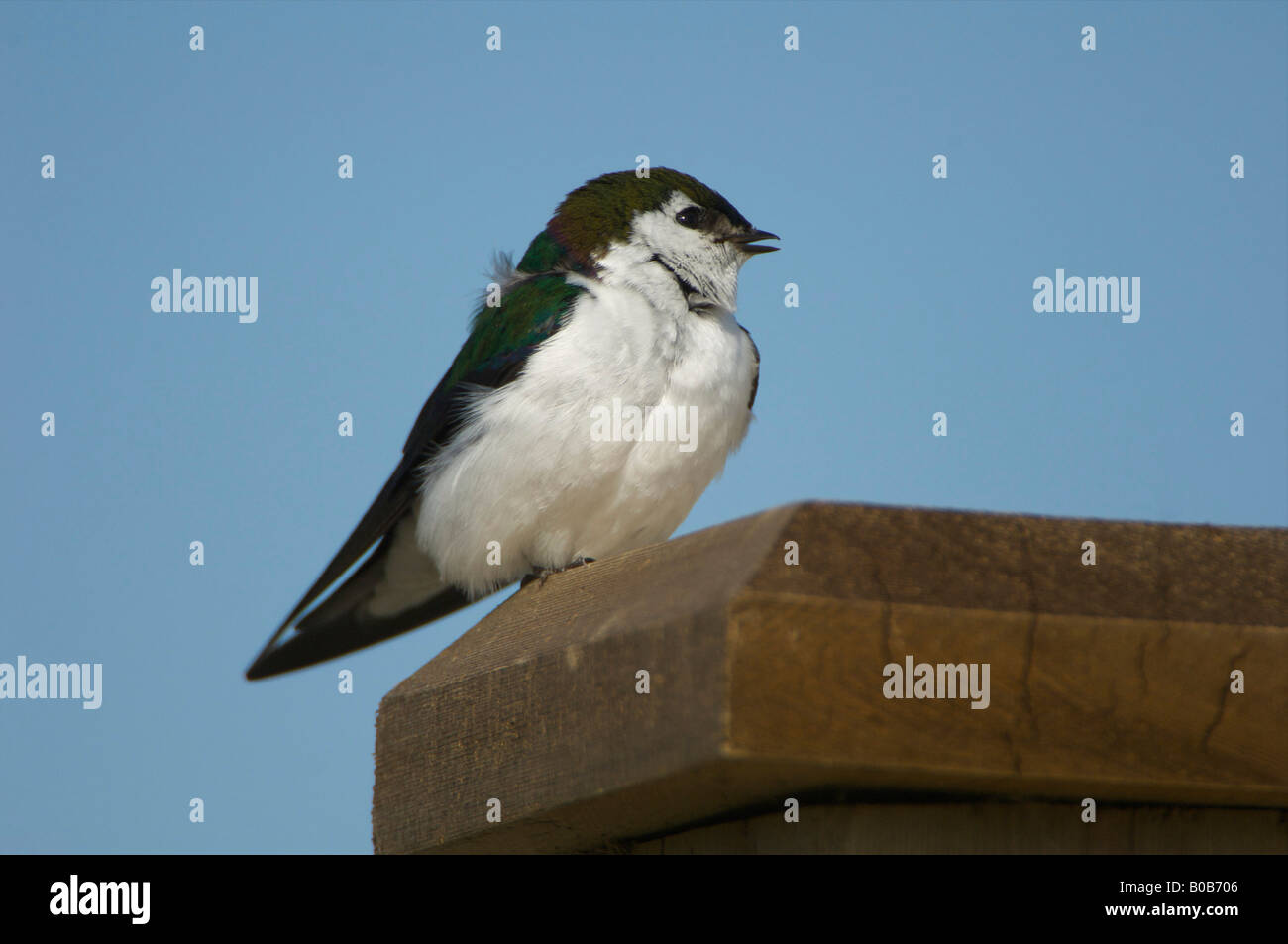 Violet green Swallow (Tachycineta thalassina) British Columbia Canada ...