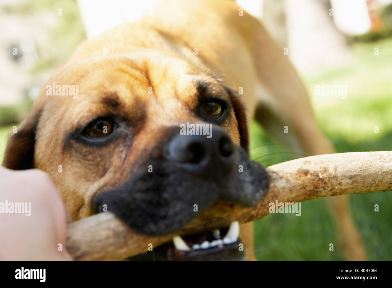 Dog playing with stick Stock Photo - Alamy